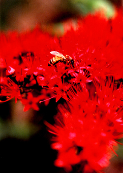 Welcome to the home of Brian Shul and Gallery One